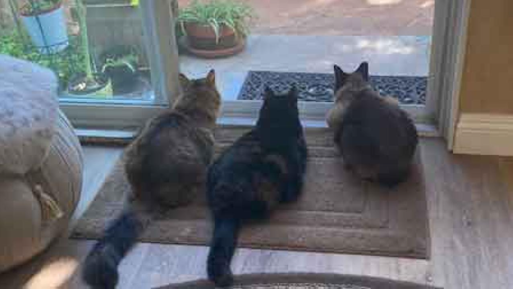 Philanthropic Partner Creates Support for Generations of Veterinarians ...